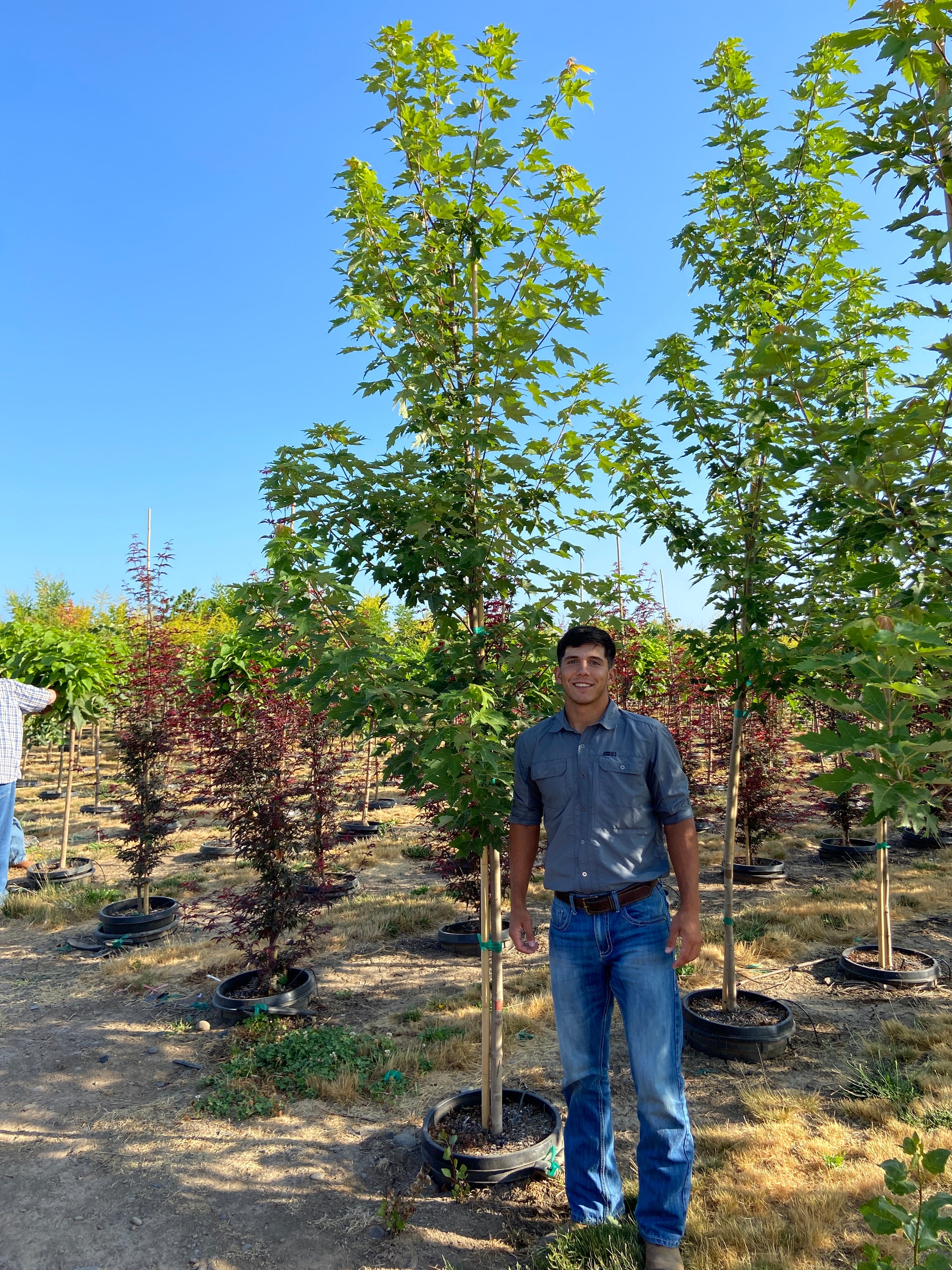 Autumn Blaze Maple – The Tree Folks