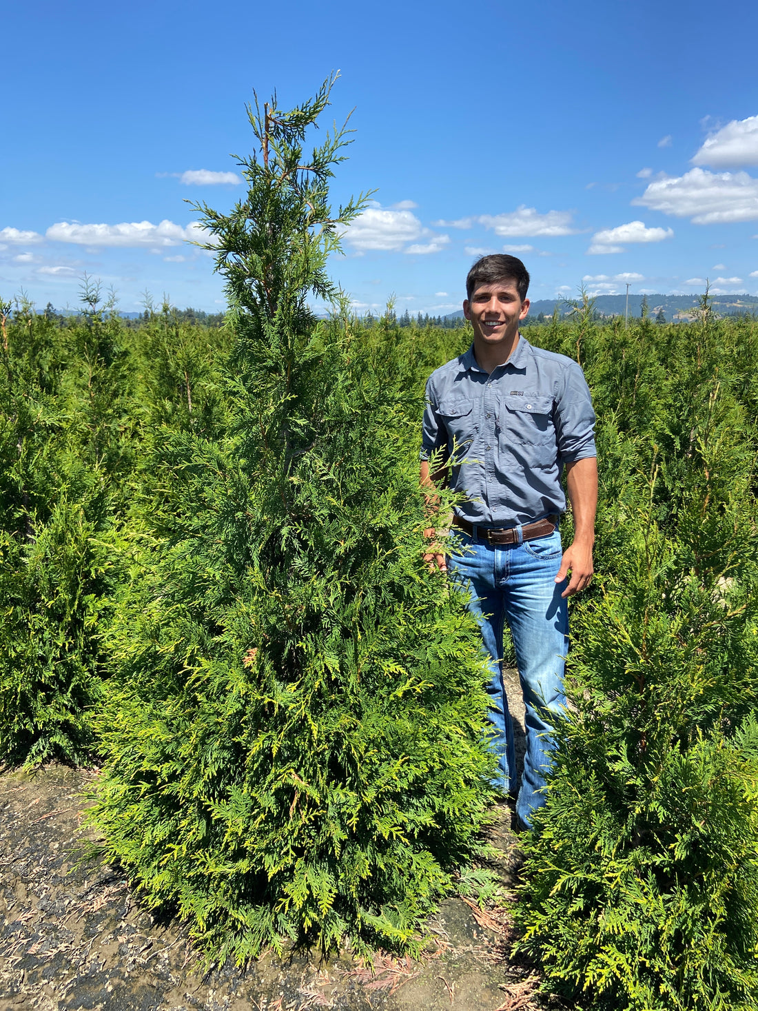 Arborvitae – The Tree Folks