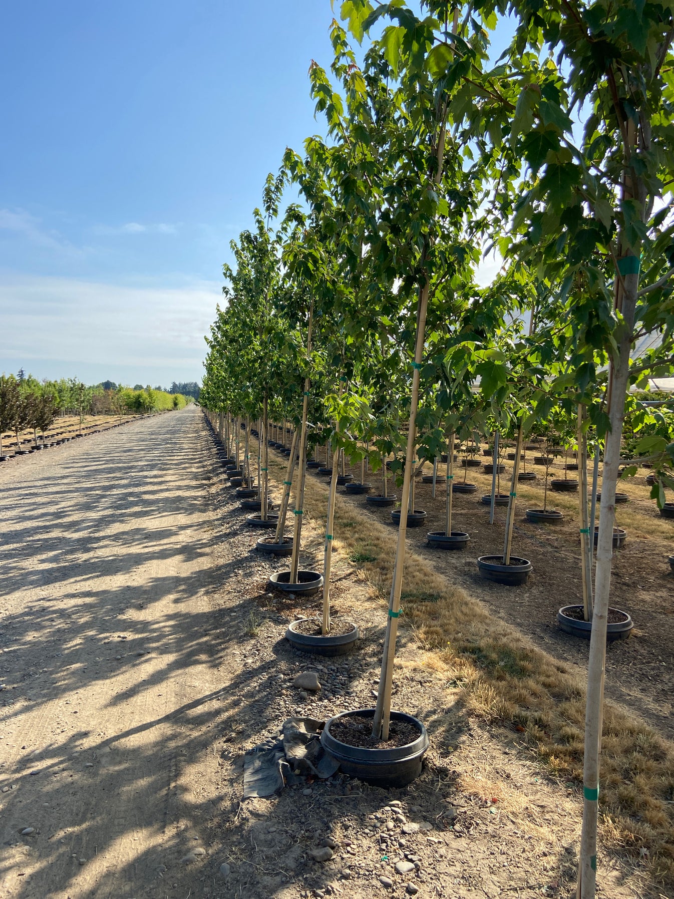 Red Sunset Maple – The Tree Folks