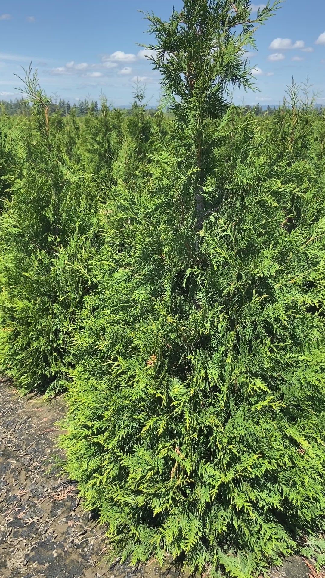 Arborvitae – The Tree Folks