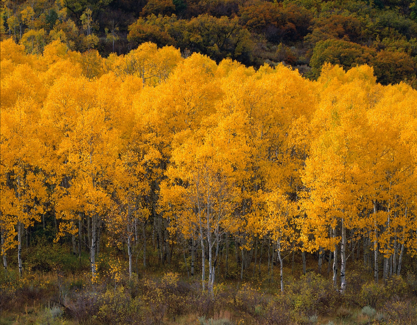 Quaking Aspen – The Tree Folks