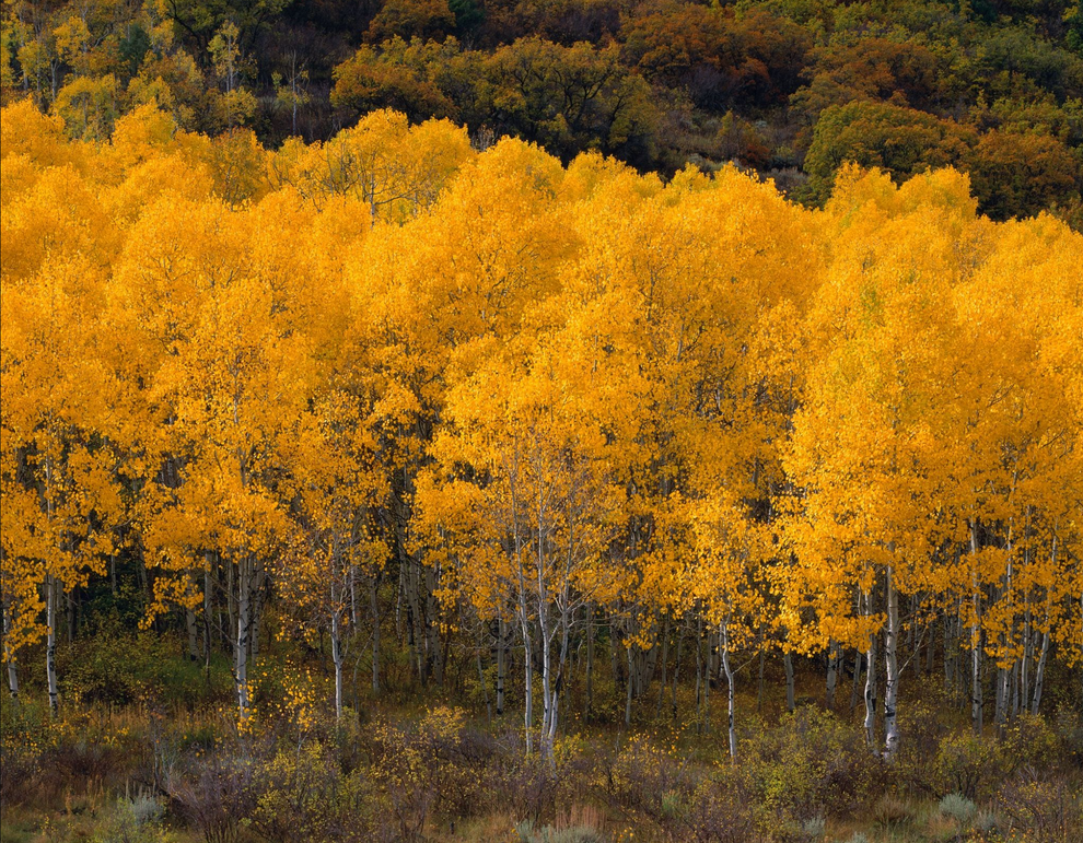 Quaking Aspen – The Tree Folks