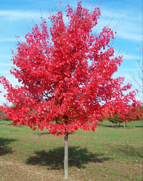 Red Sunset Maple – The Tree Folks
